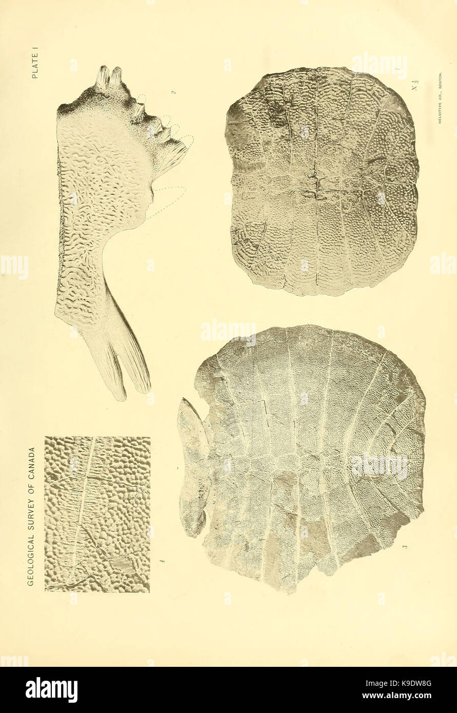 On Vertebrata of the Mid Cretaceous of the North West Territory ...