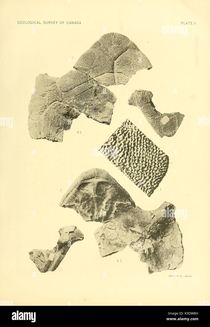 On Vertebrata of the Mid Cretaceous of the North West Territory ...