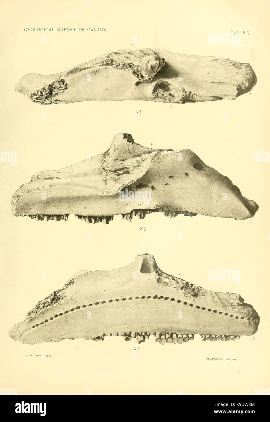 On Vertebrata of the Mid Cretaceous of the North West Territory ...