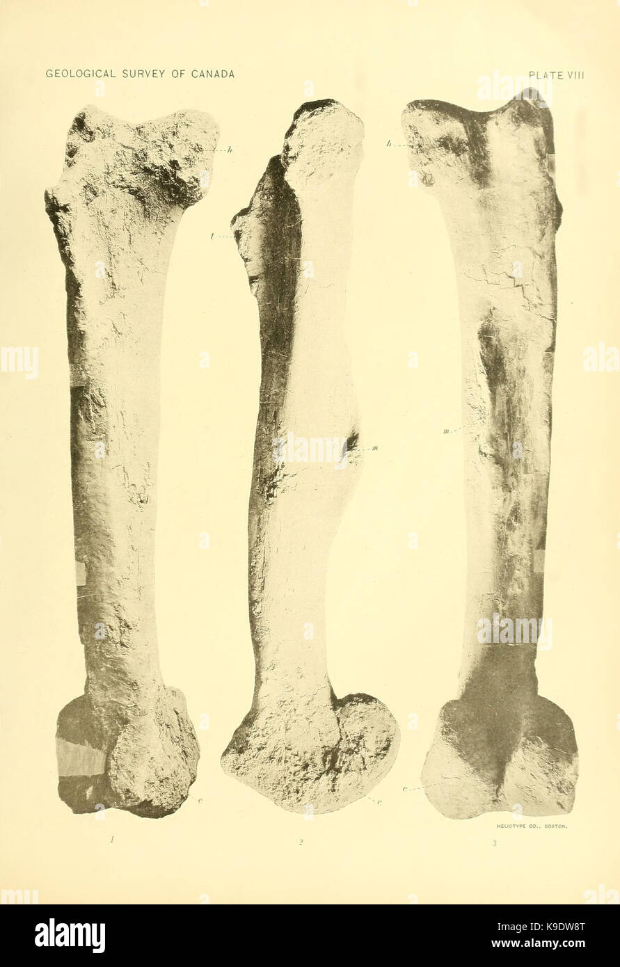 On Vertebrata of the Mid Cretaceous of the North West Territory ...