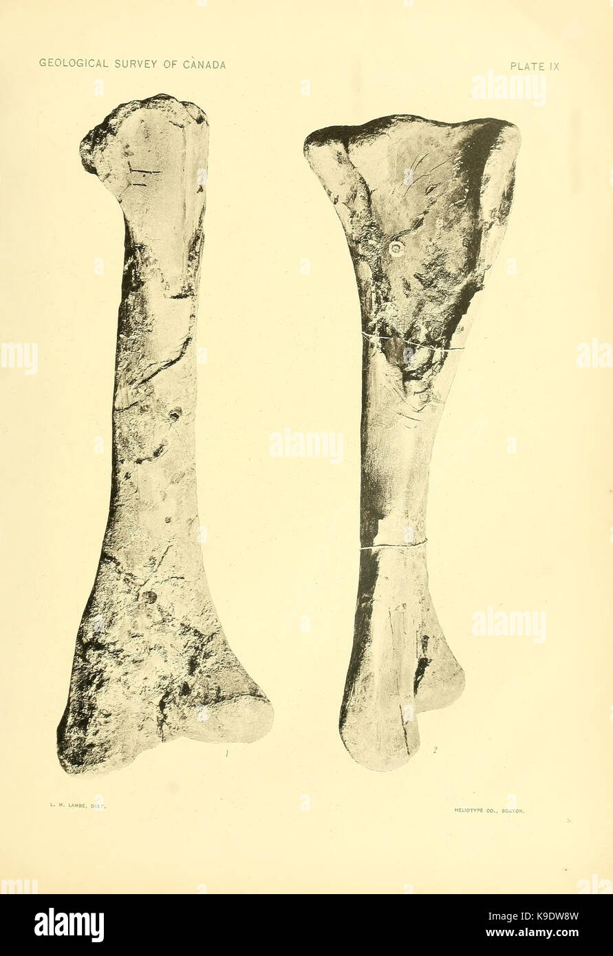 On Vertebrata of the Mid Cretaceous of the North West Territory ...