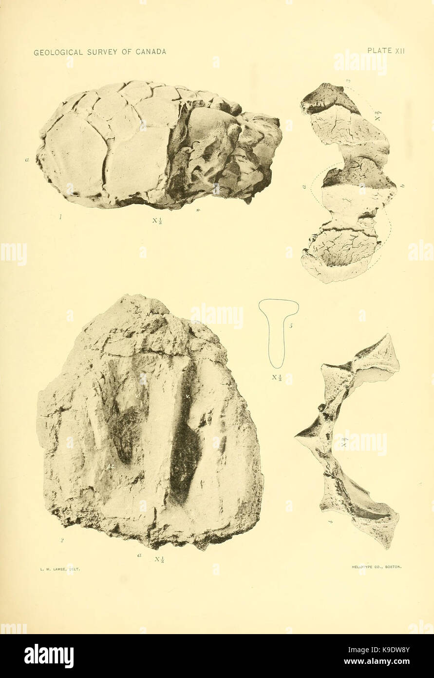 On Vertebrata of the Mid Cretaceous of the North West Territory ...