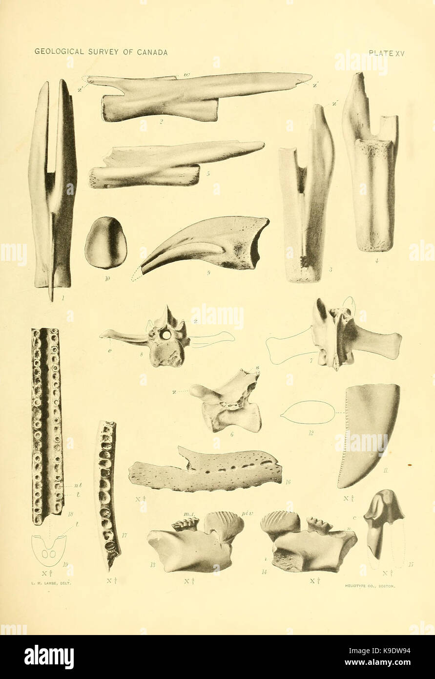 On Vertebrata of the Mid Cretaceous of the North West Territory ...