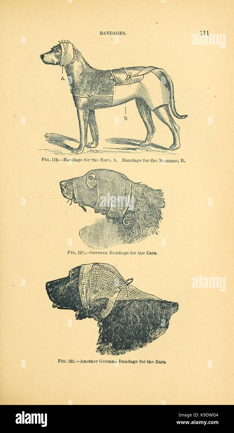 Manual of operative veterinary surgery (Page 111) BHL20475471 Stock ...