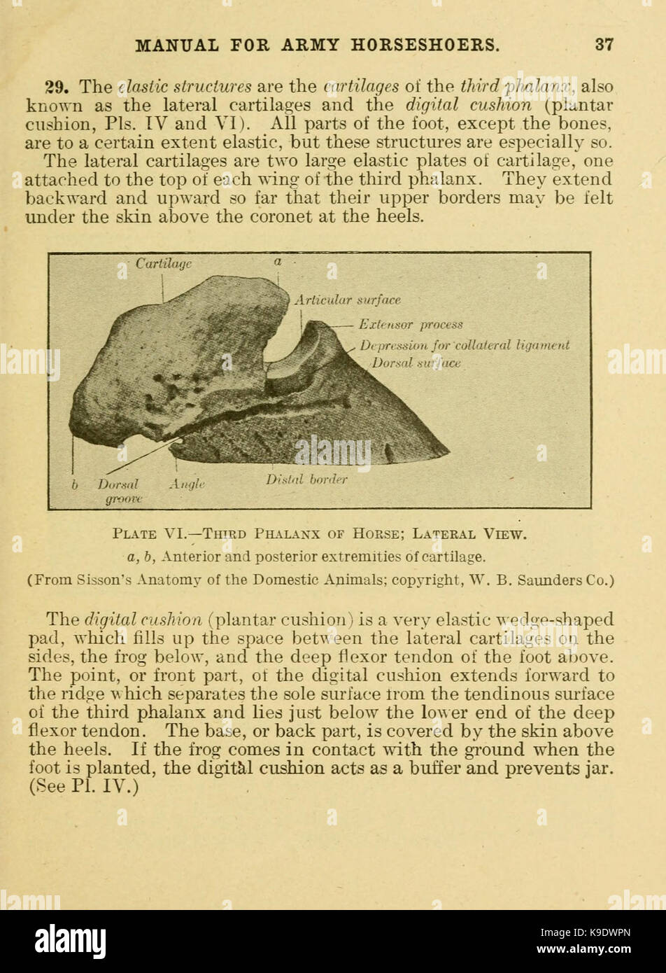 Manual for army horseshoers, 1917 (Page 37) BHL16954786 Stock Photo - Alamy
