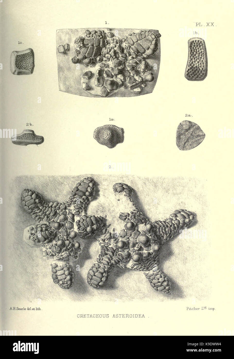 This monograph focuses on the study of British fossil echinoderms from ...