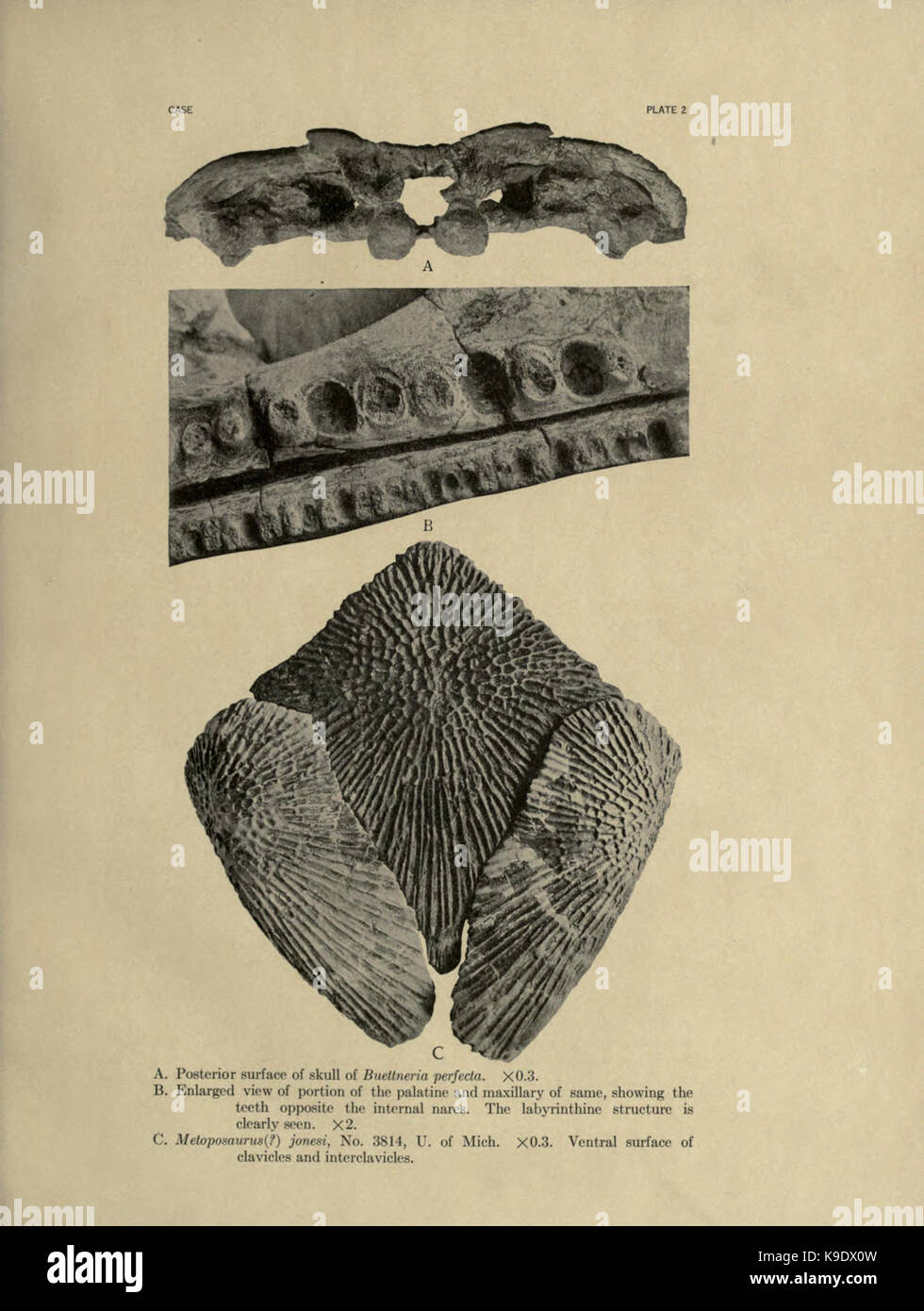 New reptiles and stegocephalians from the Upper Triassic of western ...