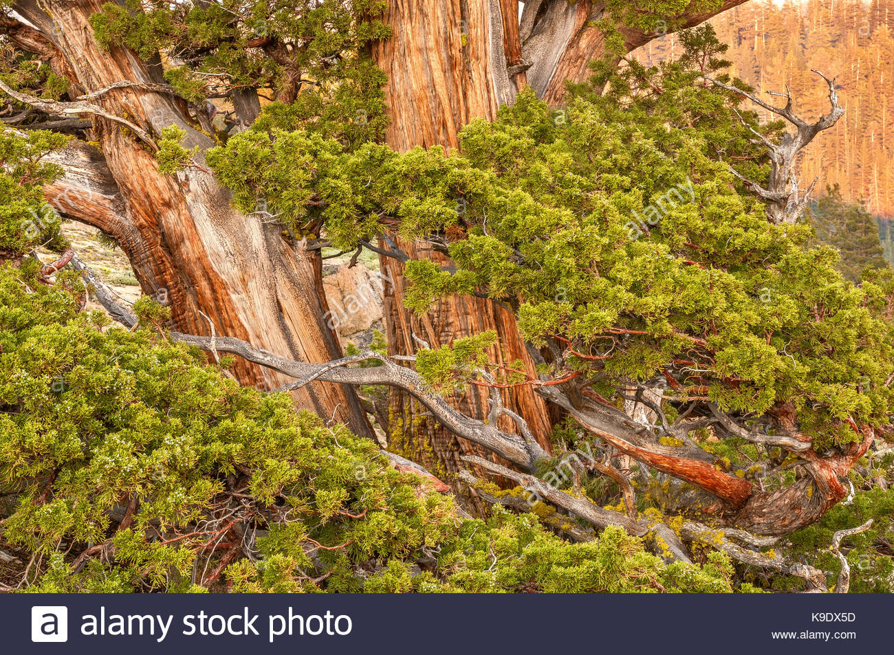 Western Juniper Stock Photos & Western Juniper Stock Images - Alamy