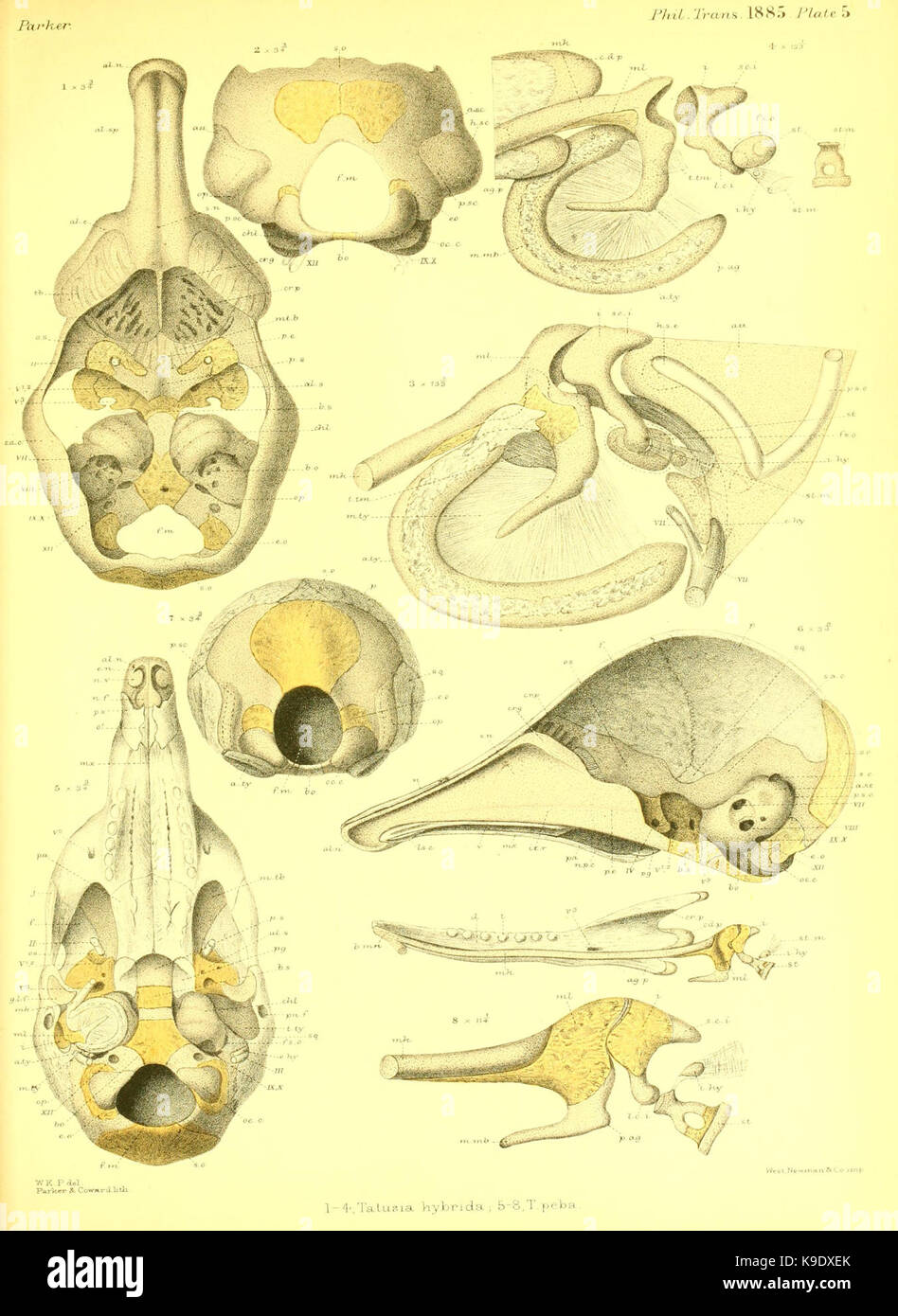 On the structure and development of the skull in the mammalia (Plate 5 ...