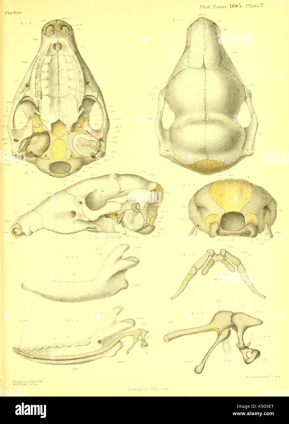 On the structure and development of the skull in the mammalia (Plate 7 ...