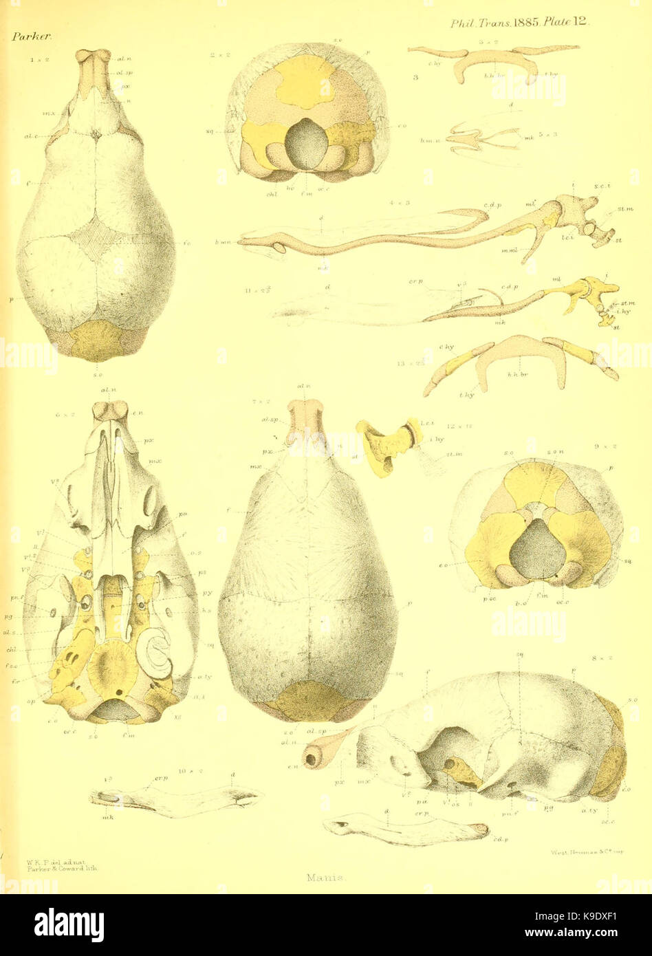 On the structure and development of the skull in the mammalia (Plate 12 ...