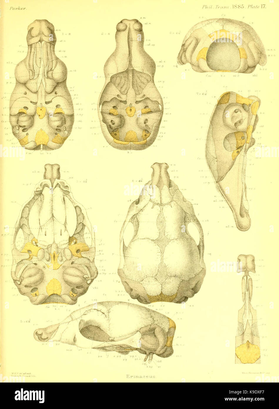On the structure and development of the skull in the mammalia (Plate 17 ...
