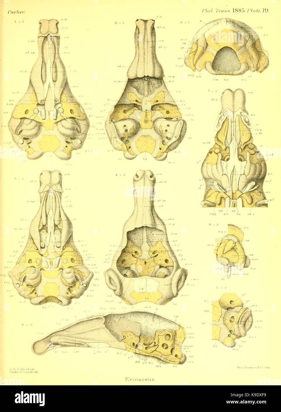 On the structure and development of the skull in the mammalia (Plate 19 ...