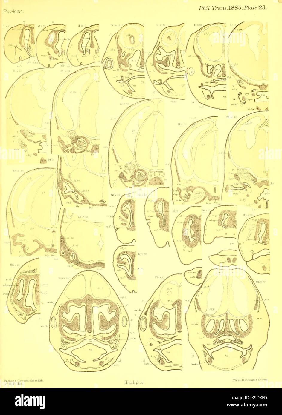 On the structure and development of the skull in the mammalia (Plate 23 ...