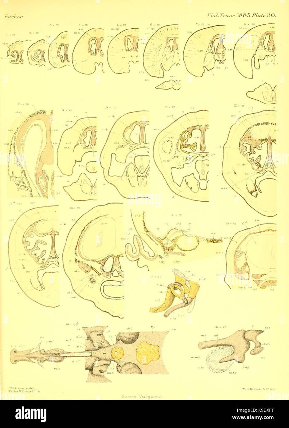 On the structure and development of the skull in the mammalia (Plate 30 ...
