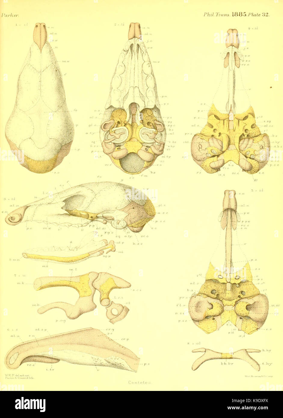 On the structure and development of the skull in the mammalia (Plate 32 ...