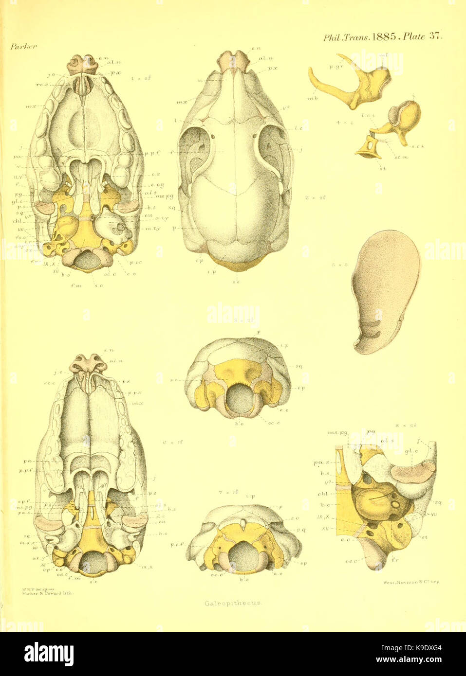 On the structure and development of the skull in the mammalia (Plate 37 ...