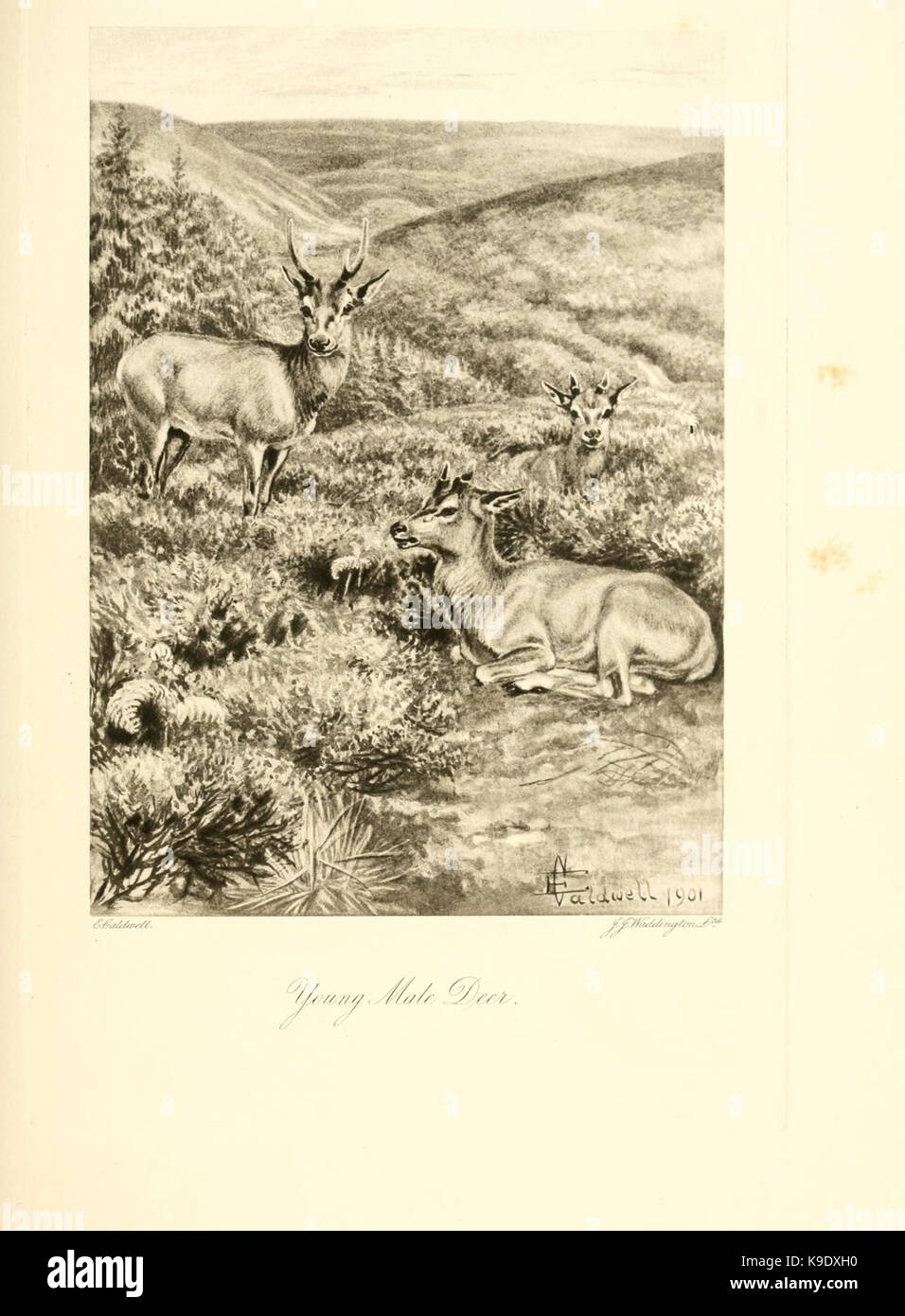 Notes on the chase of the wild red deer in the counties of Devon and ...