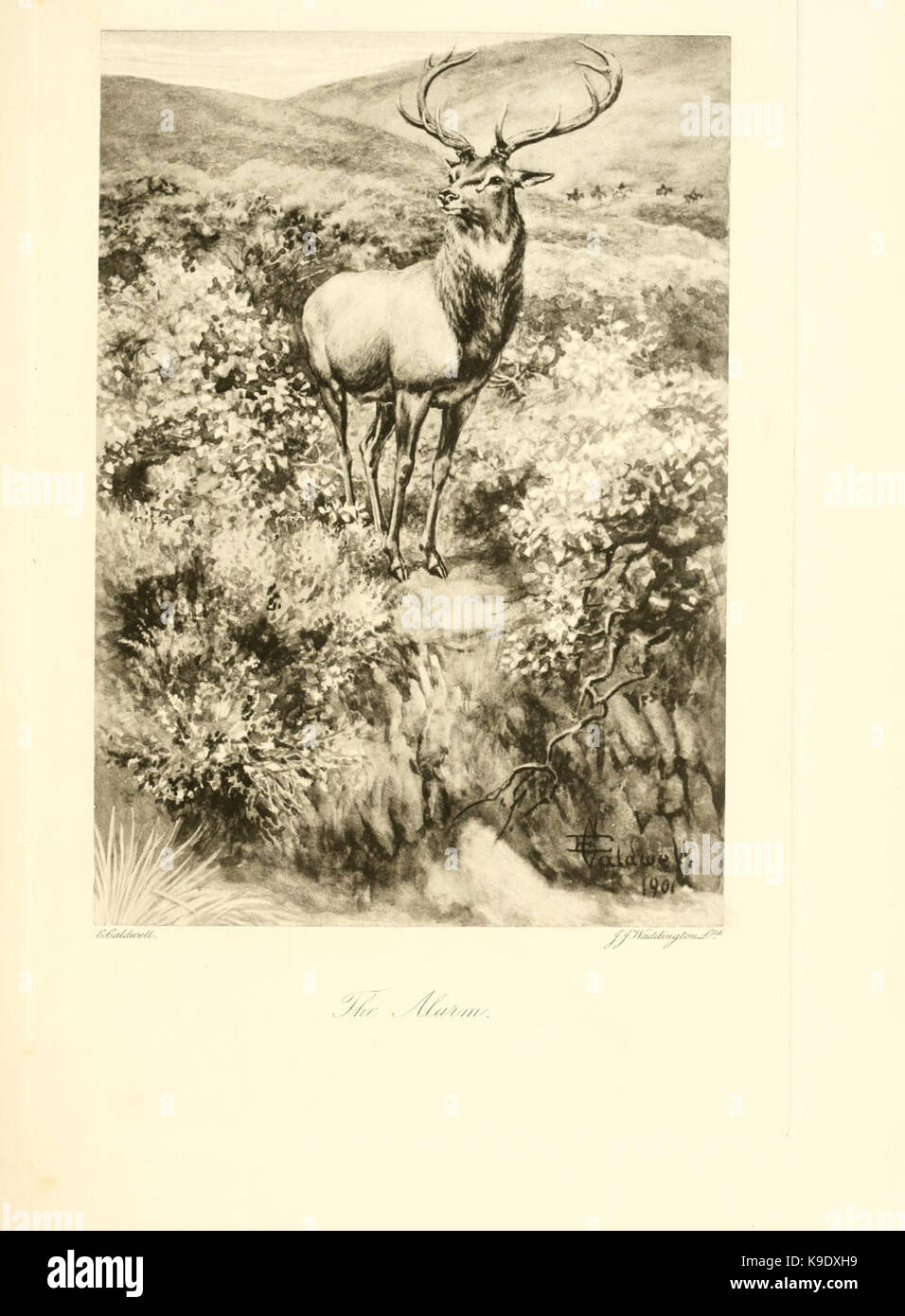 Devon deer hi-res stock photography and images - Alamy