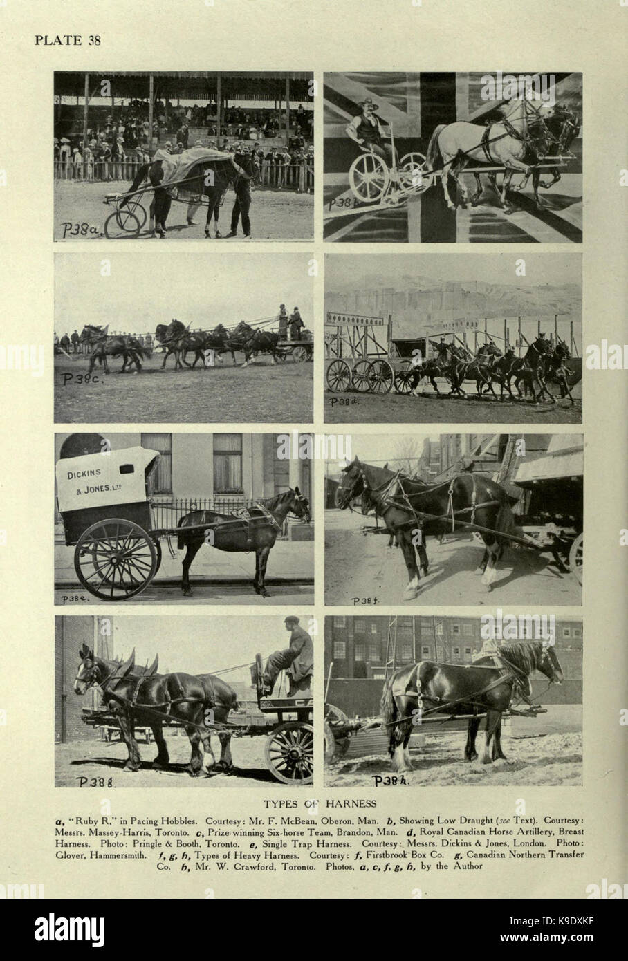 Modern horse management BHL23510890 Stock Photo - Alamy