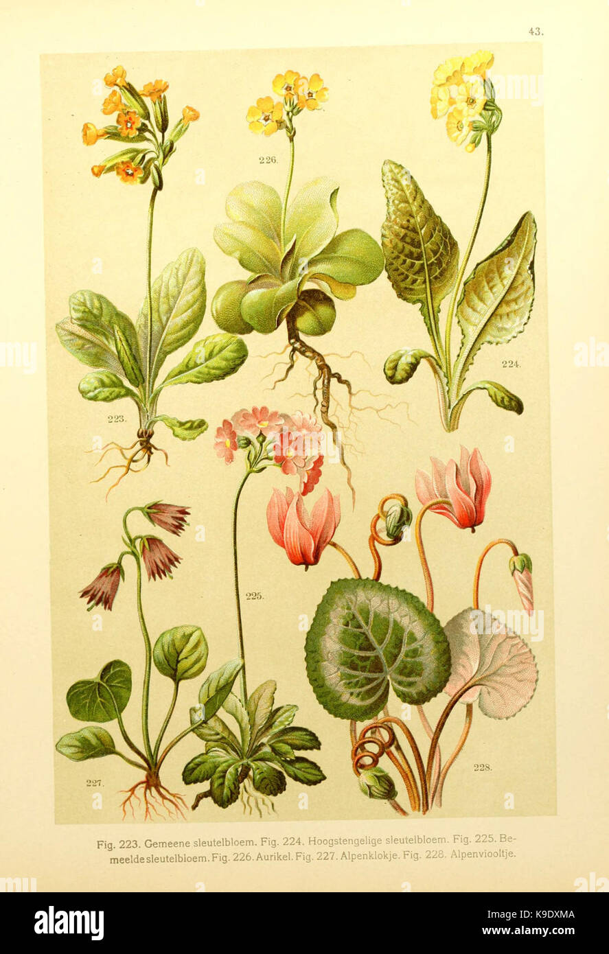 Onze Flora is a botanical work that showcases a variety of plant ...