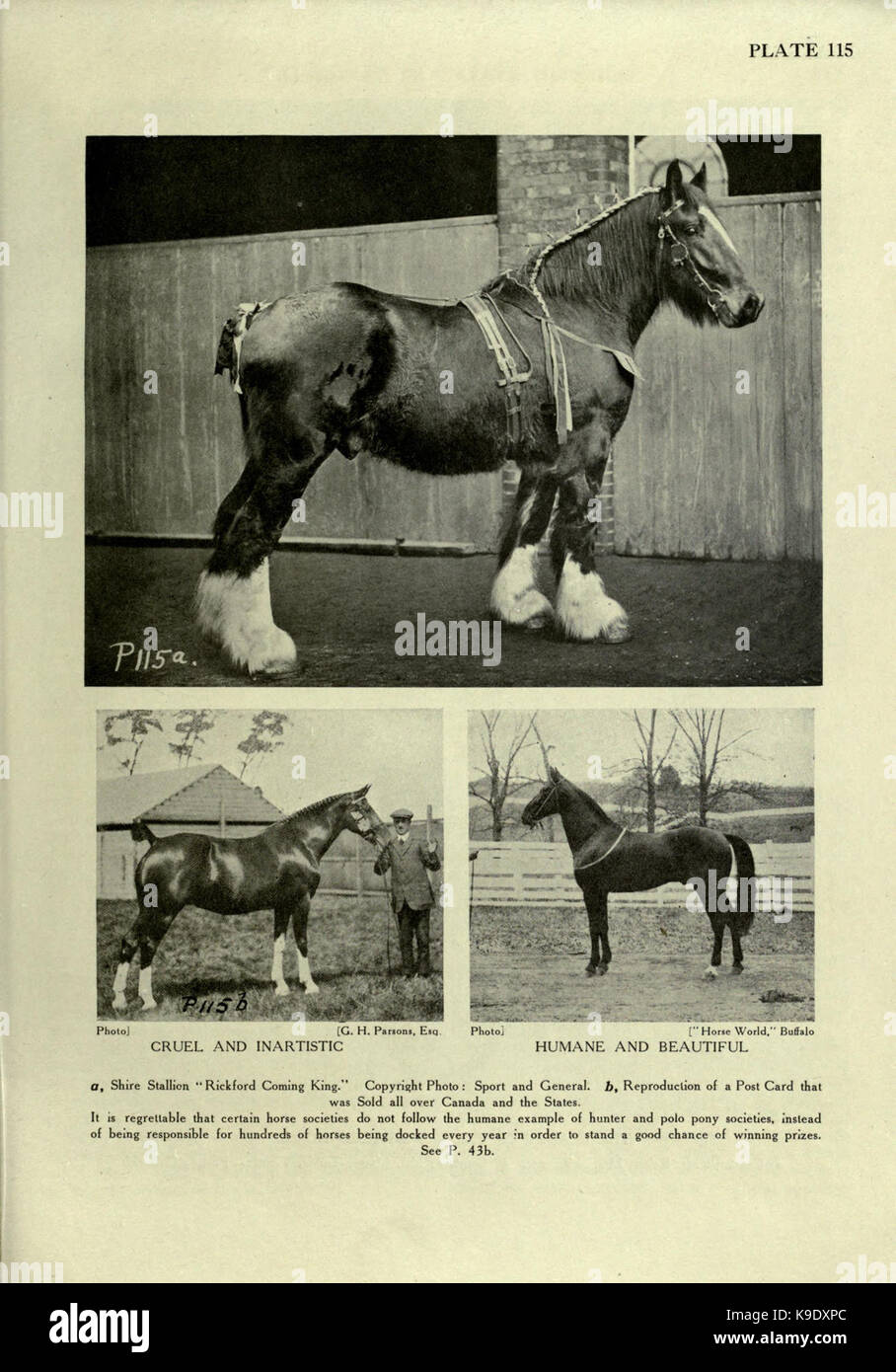Horse management strategies hi-res stock photography and images - Alamy