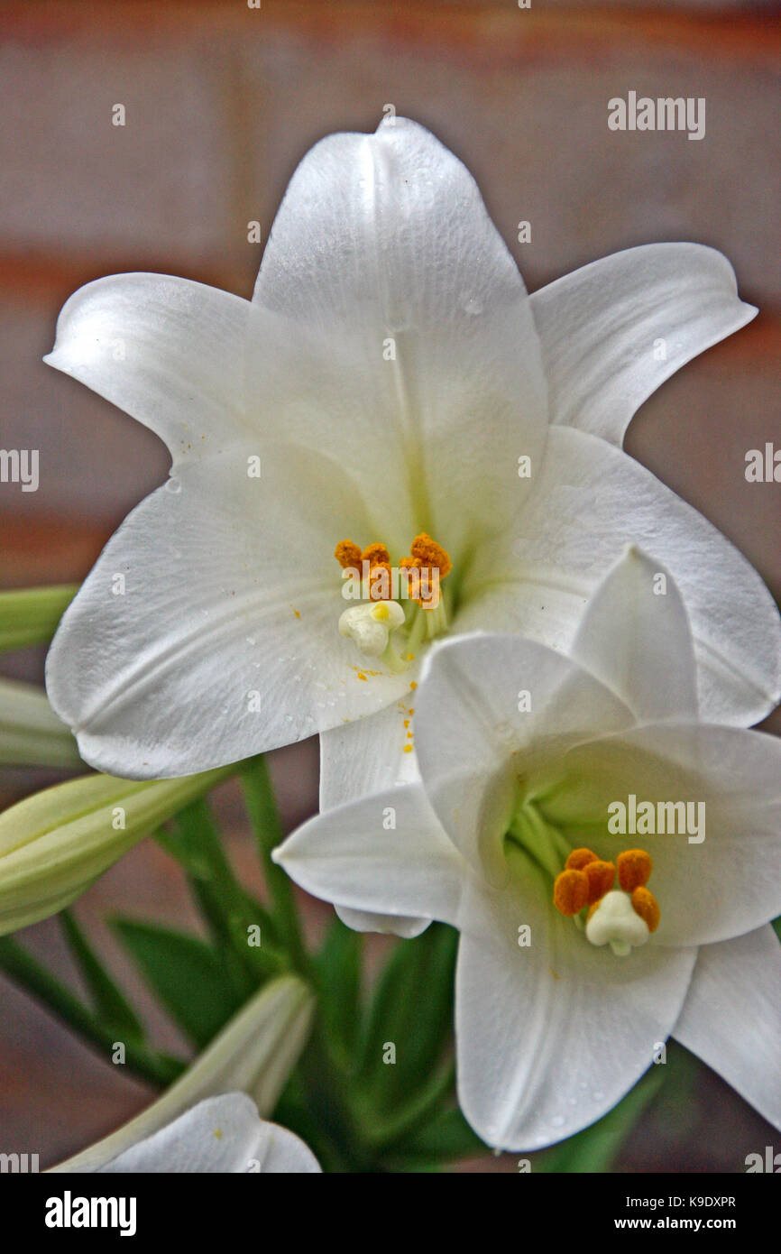 Pure white lily flowers in full bloom spring time Stock Photo - Alamy