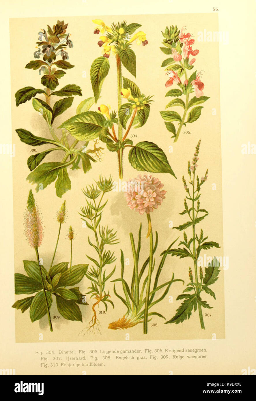 Onze flora (Plate 56) (6436800141 Stock Photo - Alamy