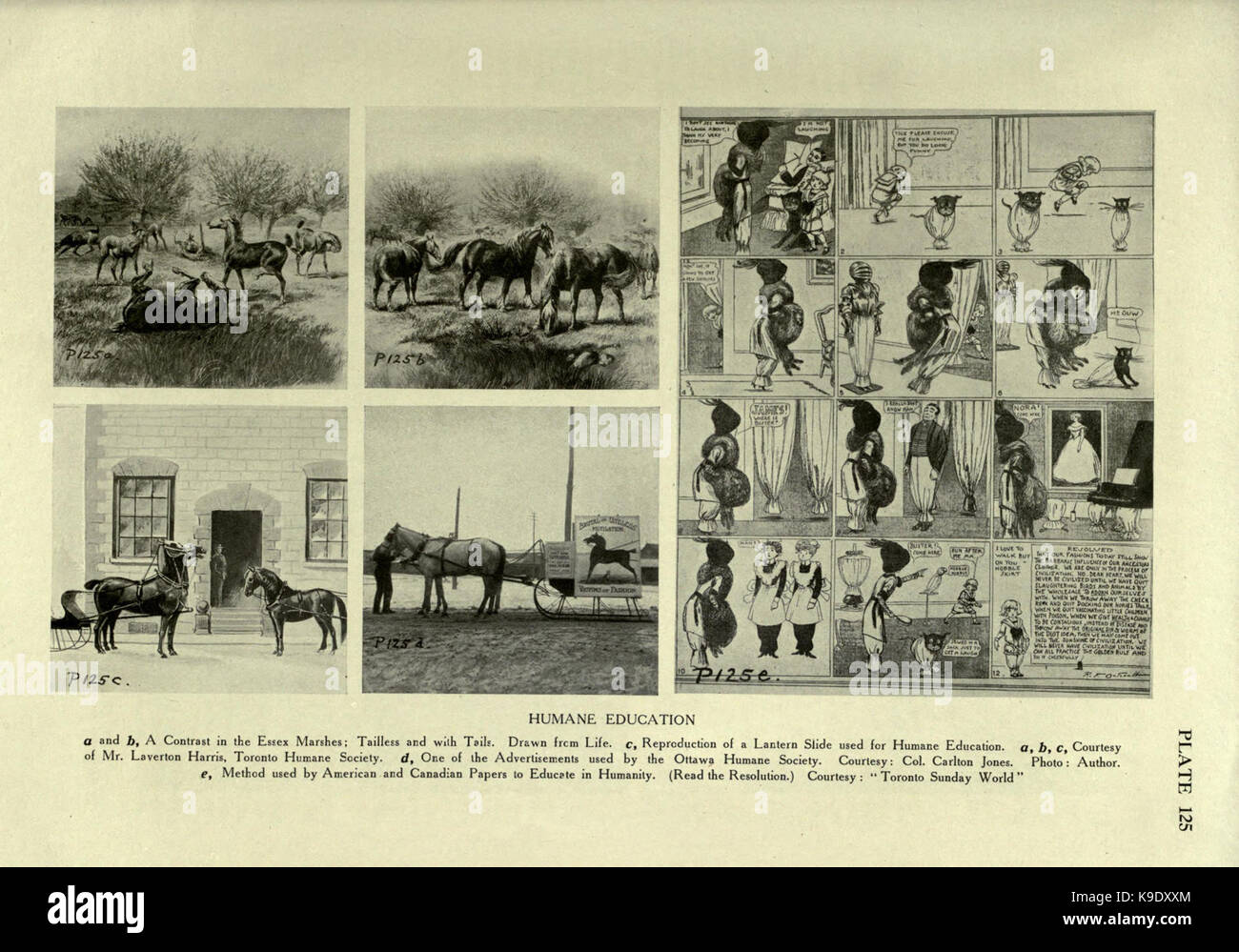 Modern horse management BHL23511095 Stock Photo - Alamy