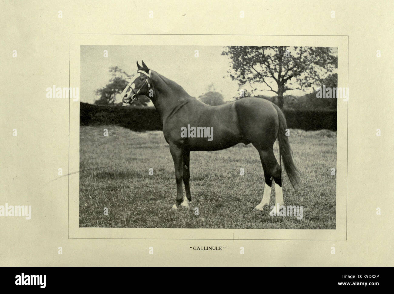 Guide on modern horse hi-res stock photography and images - Alamy