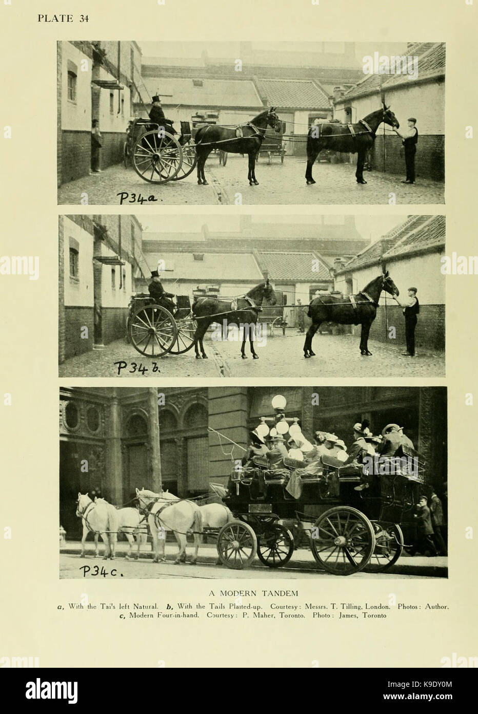 Horse management methods hi-res stock photography and images - Alamy