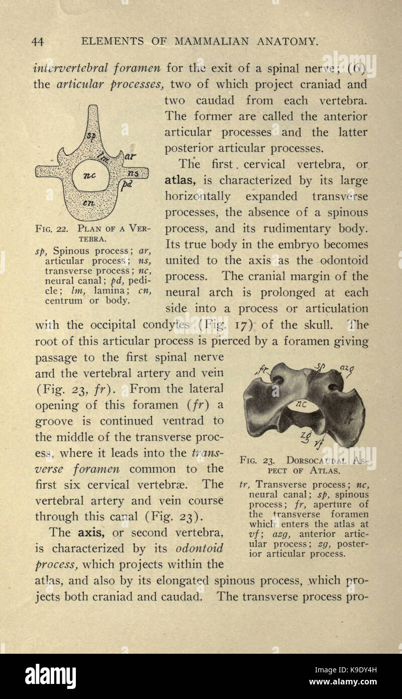 Mammalian anatomy (Page 44) BHL18735487 Stock Photo - Alamy