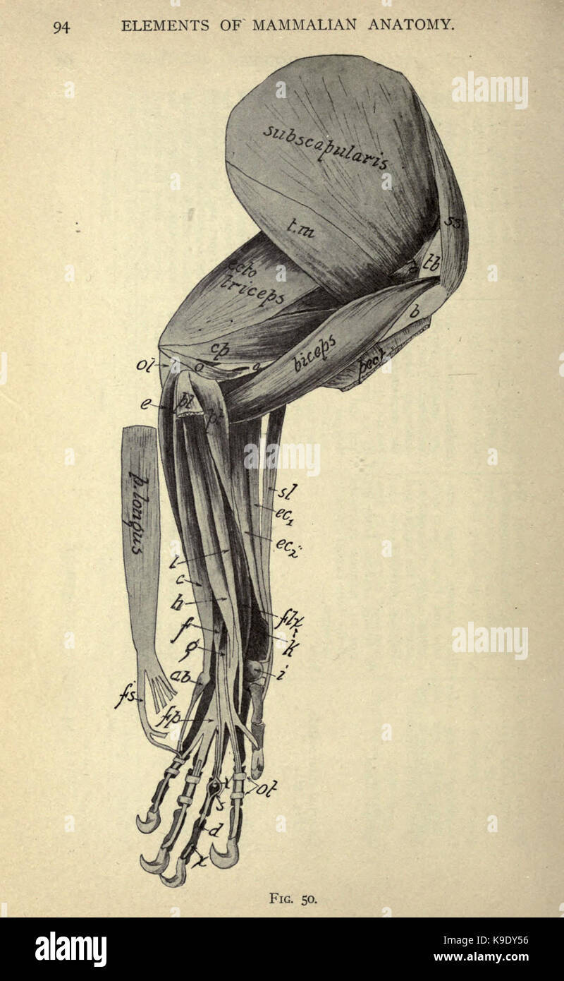 Human anatomy illustration 1800s hi-res stock photography and images ...
