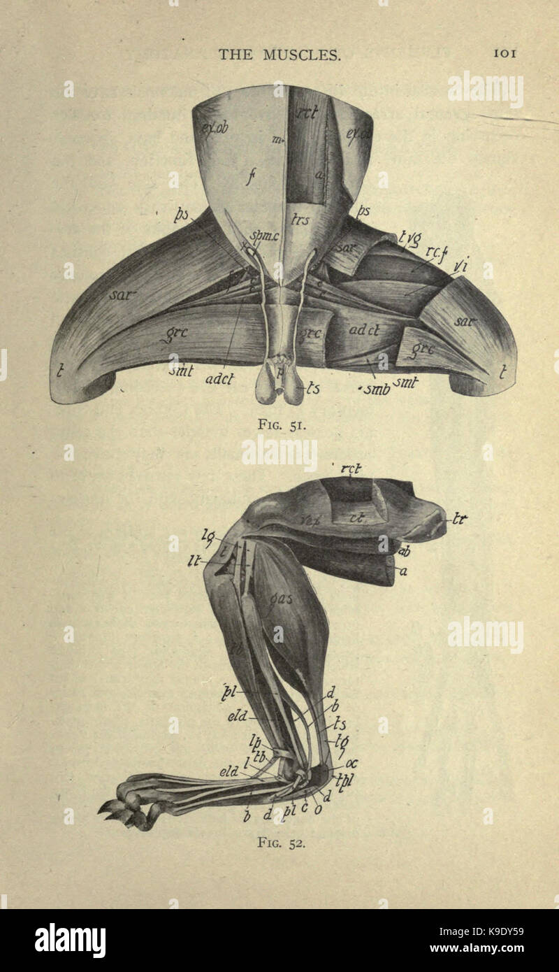 Mammalian anatomy (Page 101) BHL18735544 Stock Photo - Alamy
