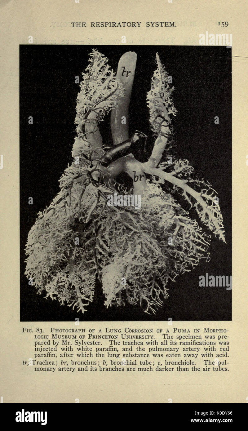 An in-depth study of mammalian anatomy, covering the structure and ...