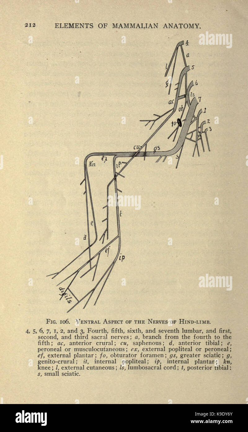 Mammalian anatomy (Page 212) BHL18735655 Stock Photo - Alamy
