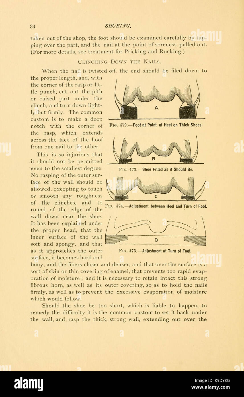 Magner's ABC guide to sensible horseshoeing (Page 34) BHL16785571 Stock ...