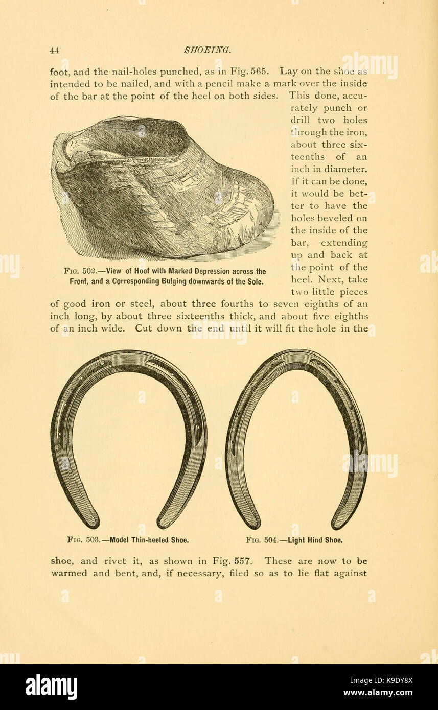 Magner's ABC guide to sensible horseshoeing (Page 44) BHL16785581 Stock ...