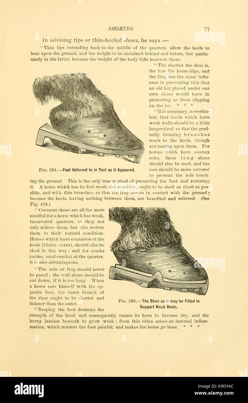 Magner's ABC guide to sensible horseshoeing (Page 77) BHL16785633 Stock ...