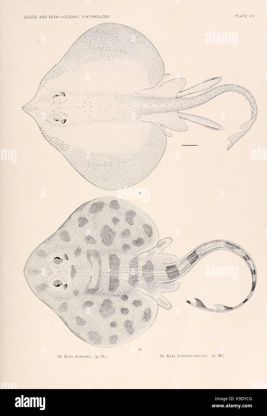 Oceanic ichthyology (Plate VII) (6441774703 Stock Photo - Alamy