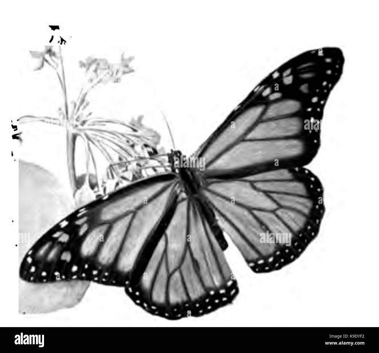 Lepidoptera butterflies moths Black and White Stock Photos & Images - Alamy