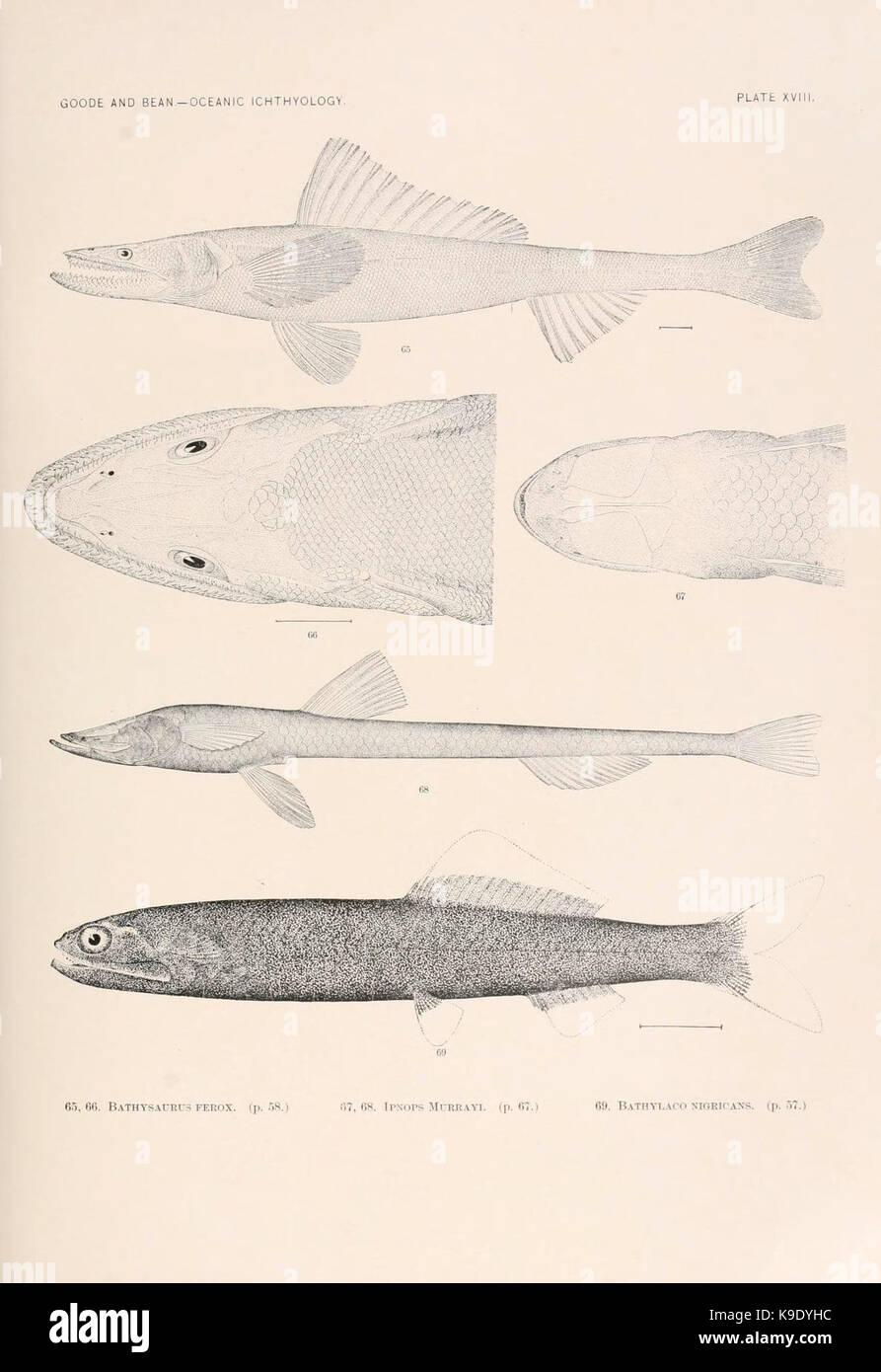 Oceanic ichthyology (Plate XVIII) (6441778419 Stock Photo - Alamy
