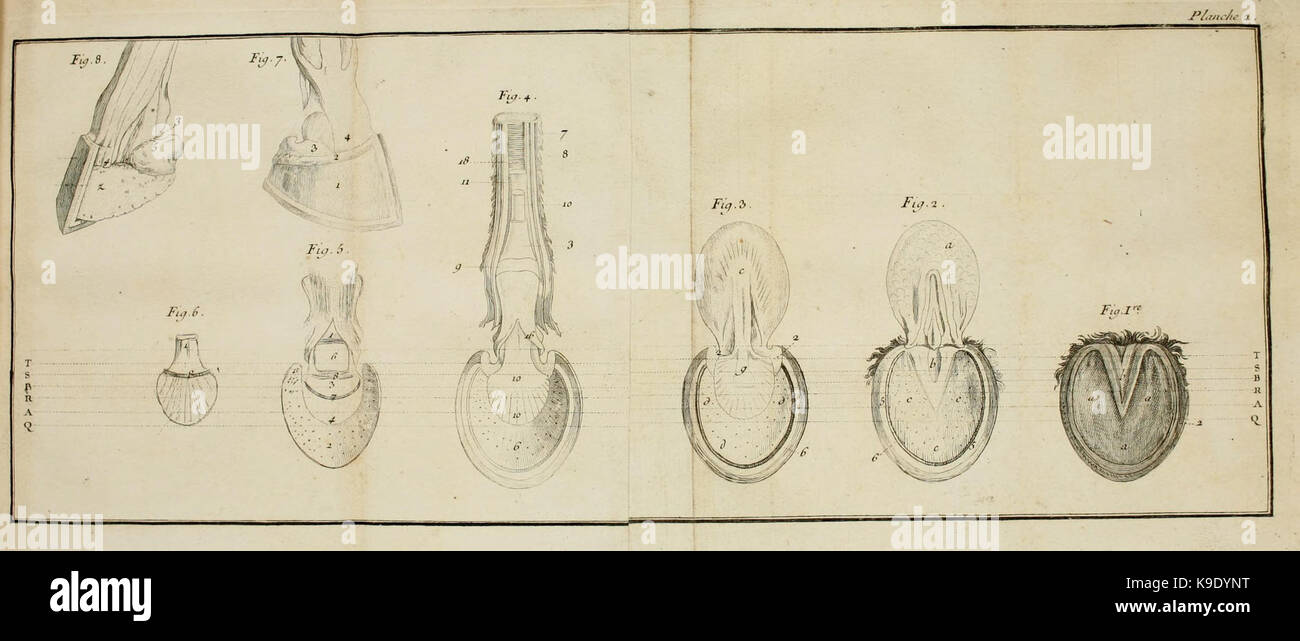 Observations and discoveries made upon horses BHL23157786 Stock Photo ...