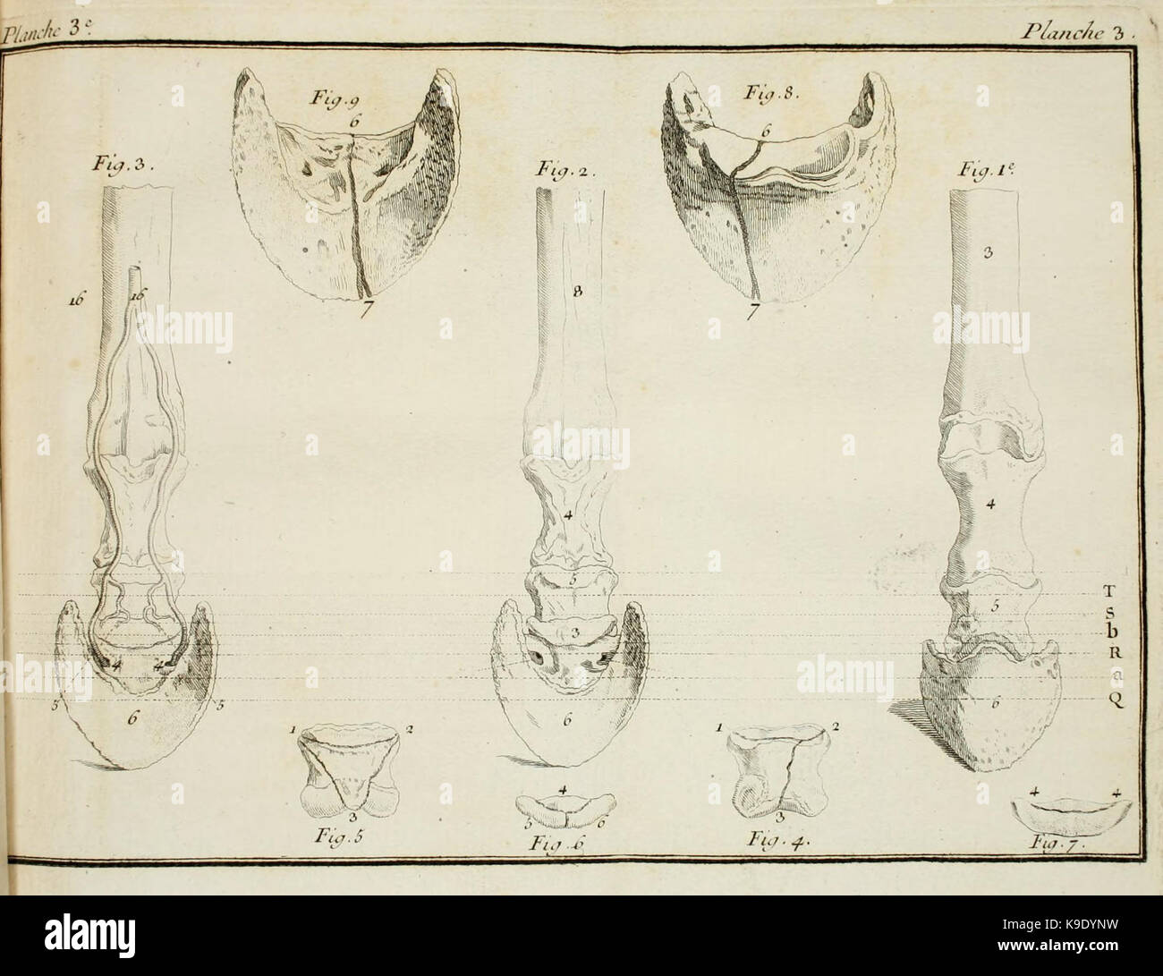 Observations and discoveries made upon horses BHL23157788 Stock Photo ...