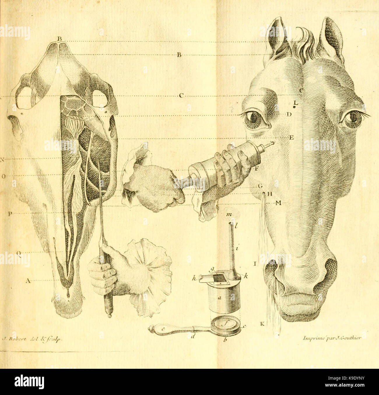Observations and discoveries made upon horses BHL23157822 Stock Photo ...