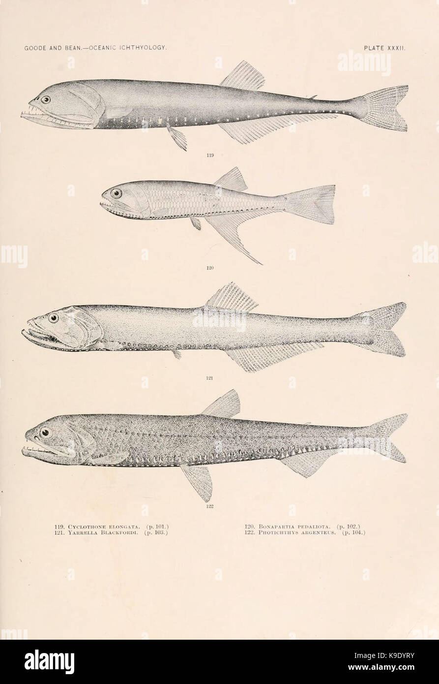 Oceanic ichthyology (Plate XXXII) (6441783029 Stock Photo - Alamy
