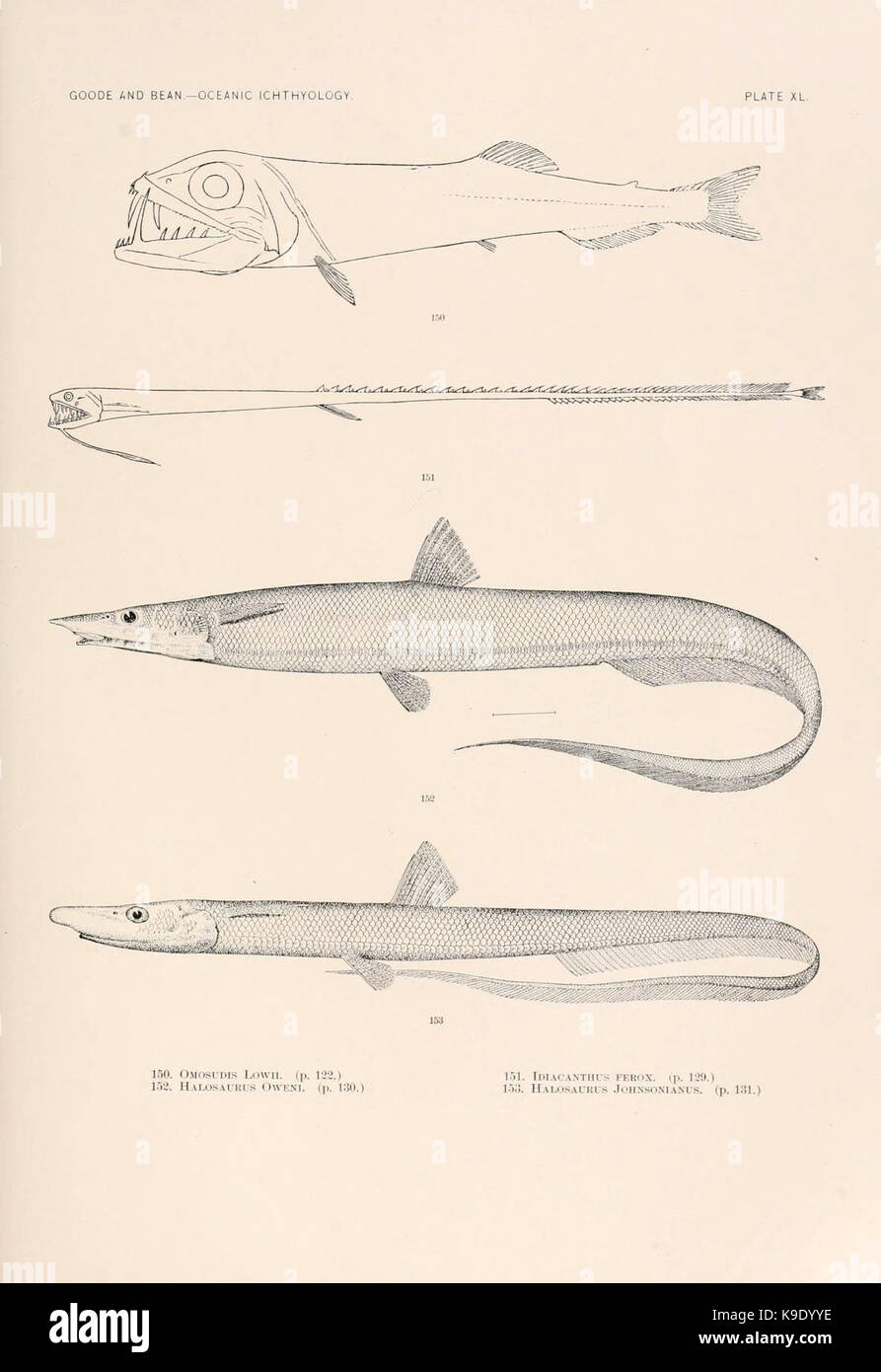 Ernst mayr library ichthyology hi-res stock photography and images - Alamy