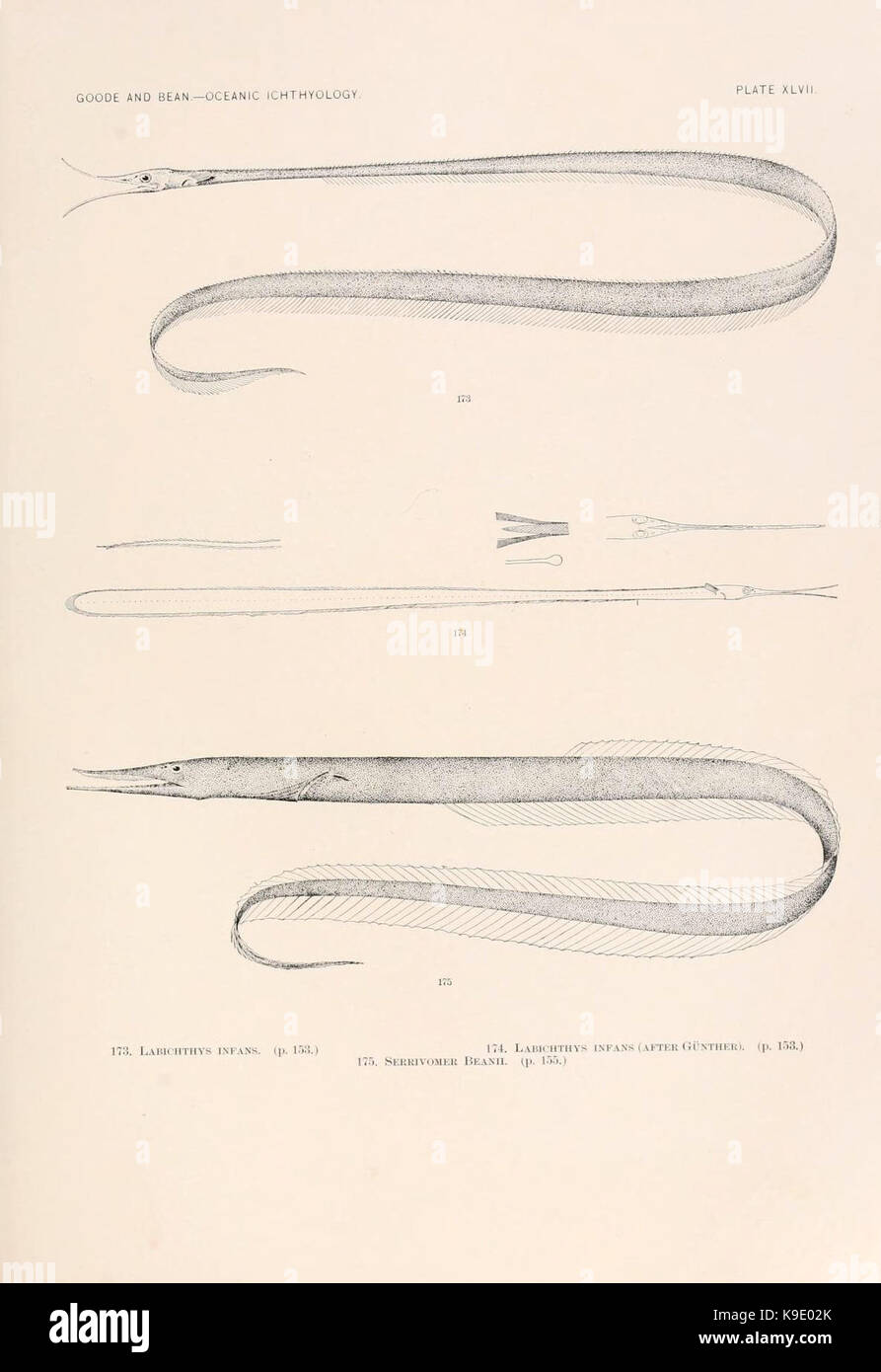 Oceanic ichthyology (Plate XLVII) (6441788217 Stock Photo - Alamy