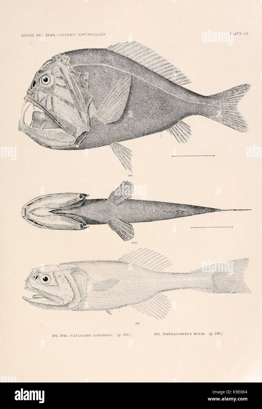 Ichthyology history hi-res stock photography and images - Alamy