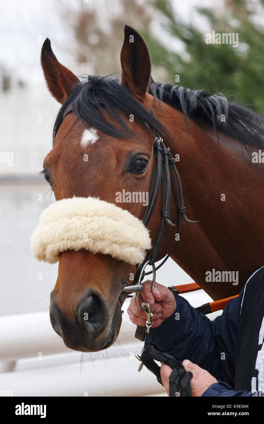Race horse head detail ready to run. Paddock area. Vertical Stock Photo ...